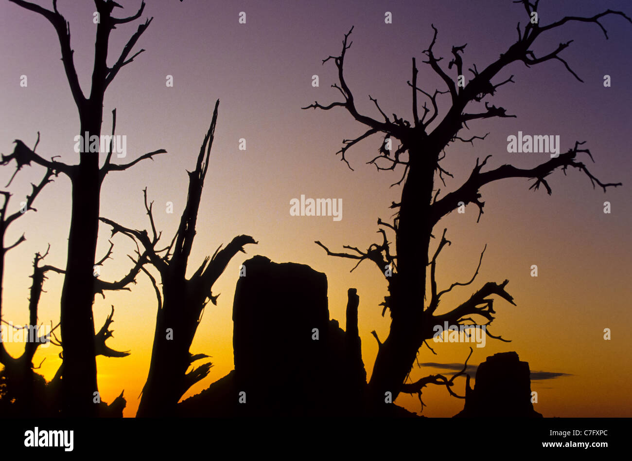 Twisted dead tree silhouette hi-res stock photography and images - Alamy