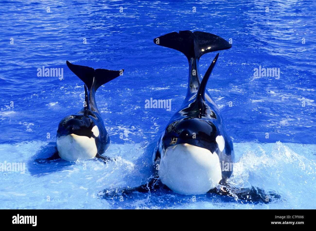 Two killer whales posing in the blue pool of San Diego Sea World Stock ...
