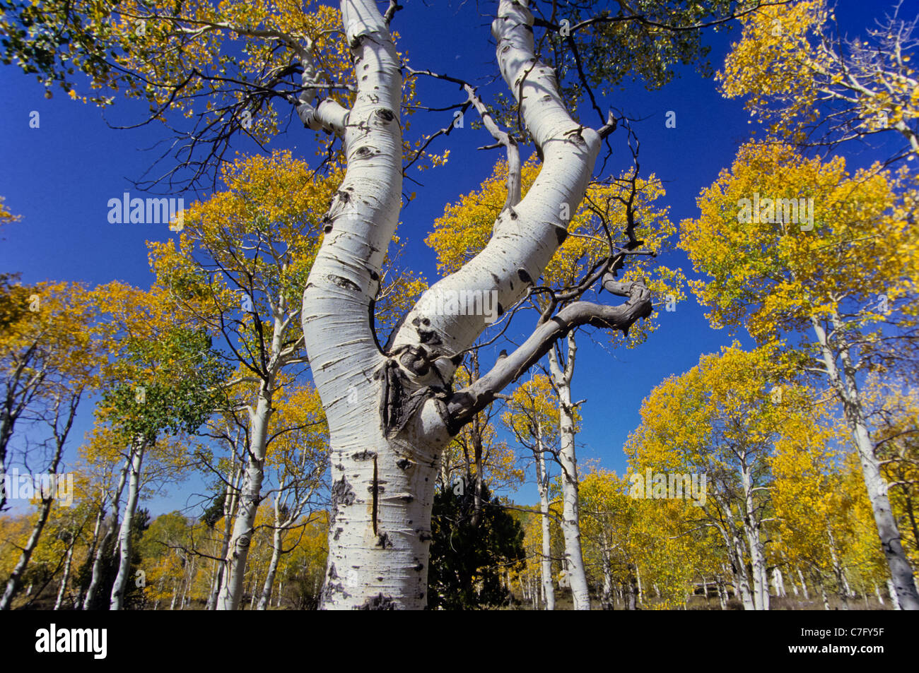 Close up of white barked aspentrees with yellow leaves Stock Photo - Alamy