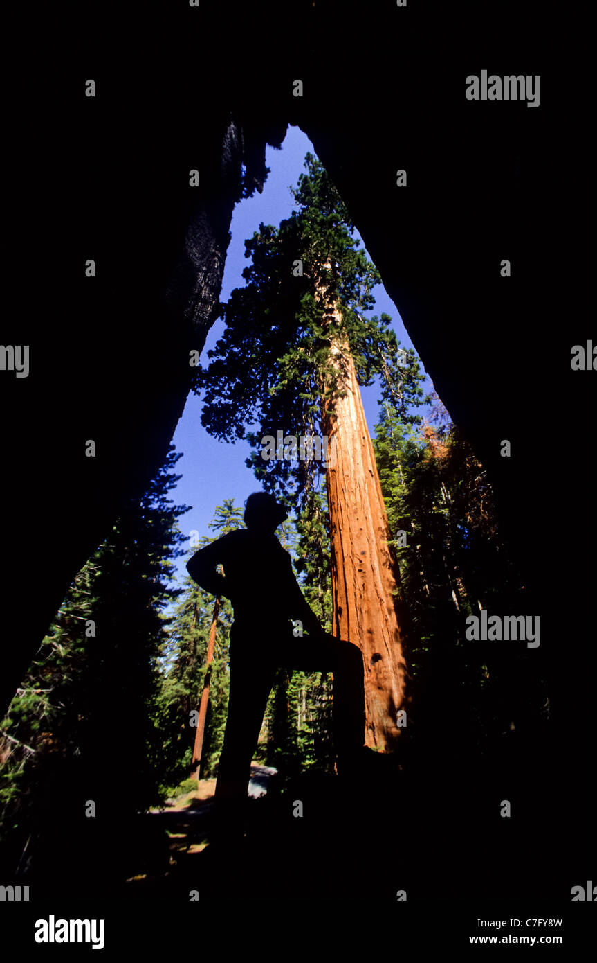 Man inside a burn hole of a sequoia tree in Giant Grove, Yosemite ...