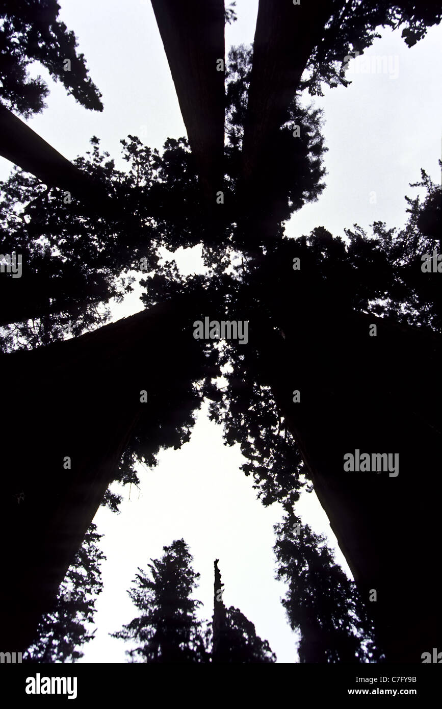 Sequoia trees in black silhouette against the white sky. Photographed ...