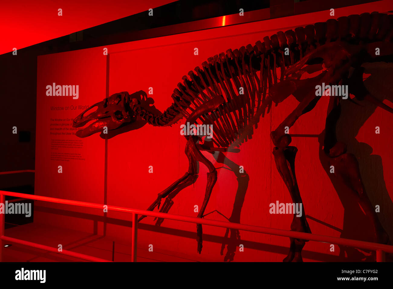 Dinosaur bones fossils hi-res stock photography and images - Alamy
