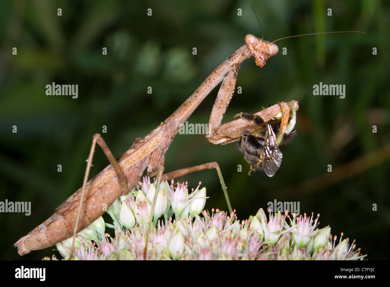 Praying Mantis Eating Insect High Resolution Stock Photography and ...