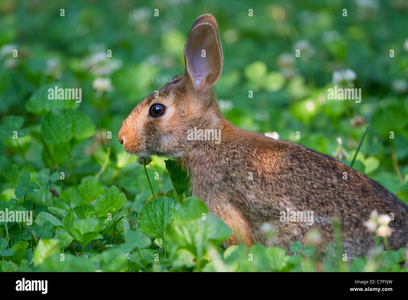 Eastern cottontail rabbit (Sylvilagus floridanus Stock Photo - Alamy