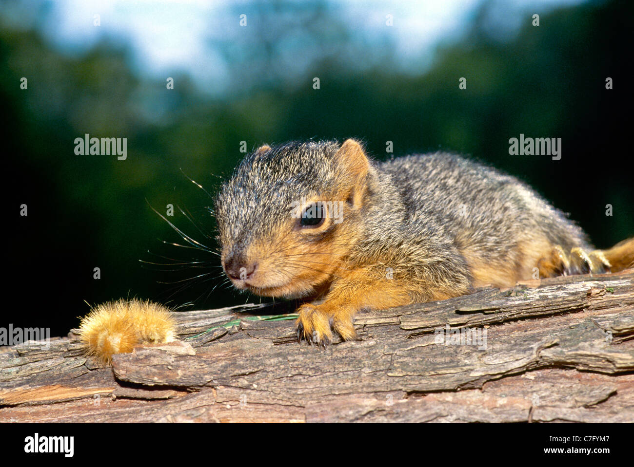Eastern Fox Squirrel Baby