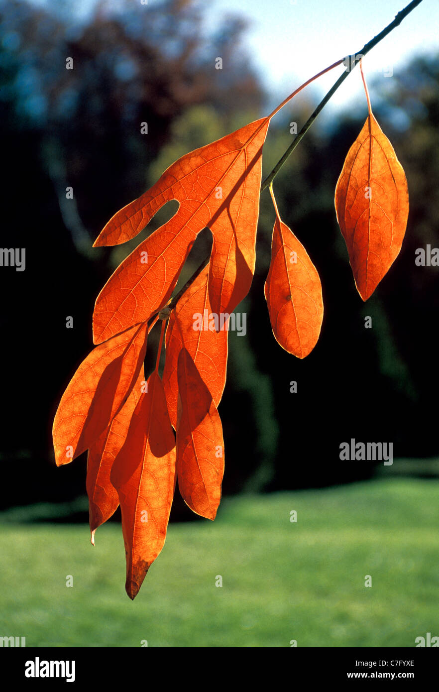 Sassafras trees hi-res stock photography and images - Alamy