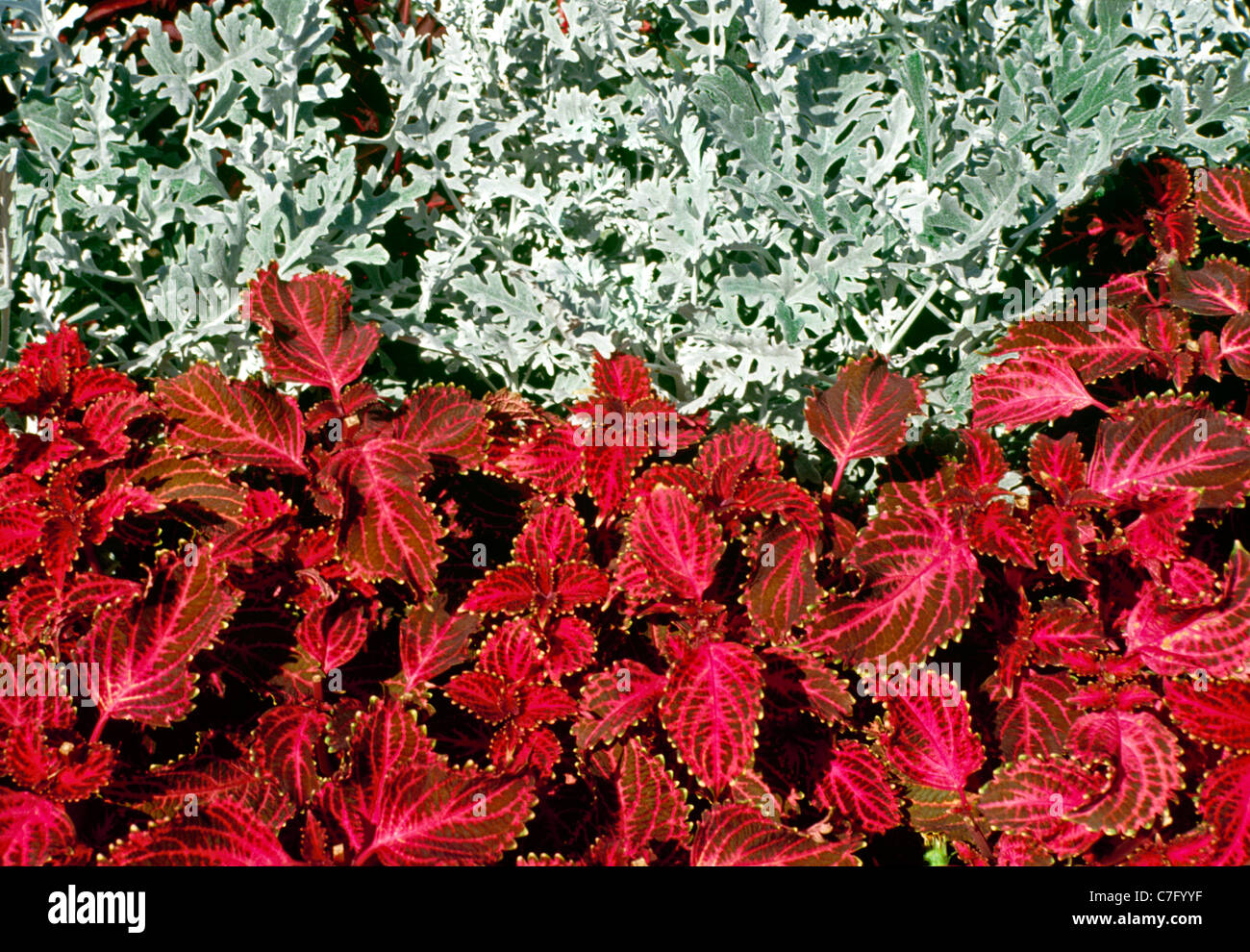 Dusty miller hi-res stock photography and images - Alamy