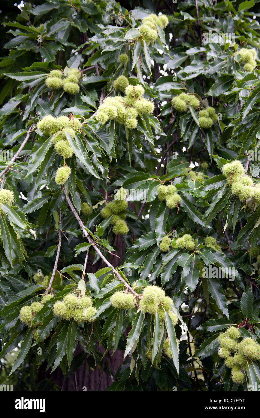 The nuts of the sweet chestnut castanea sativa tree hanging on the ...