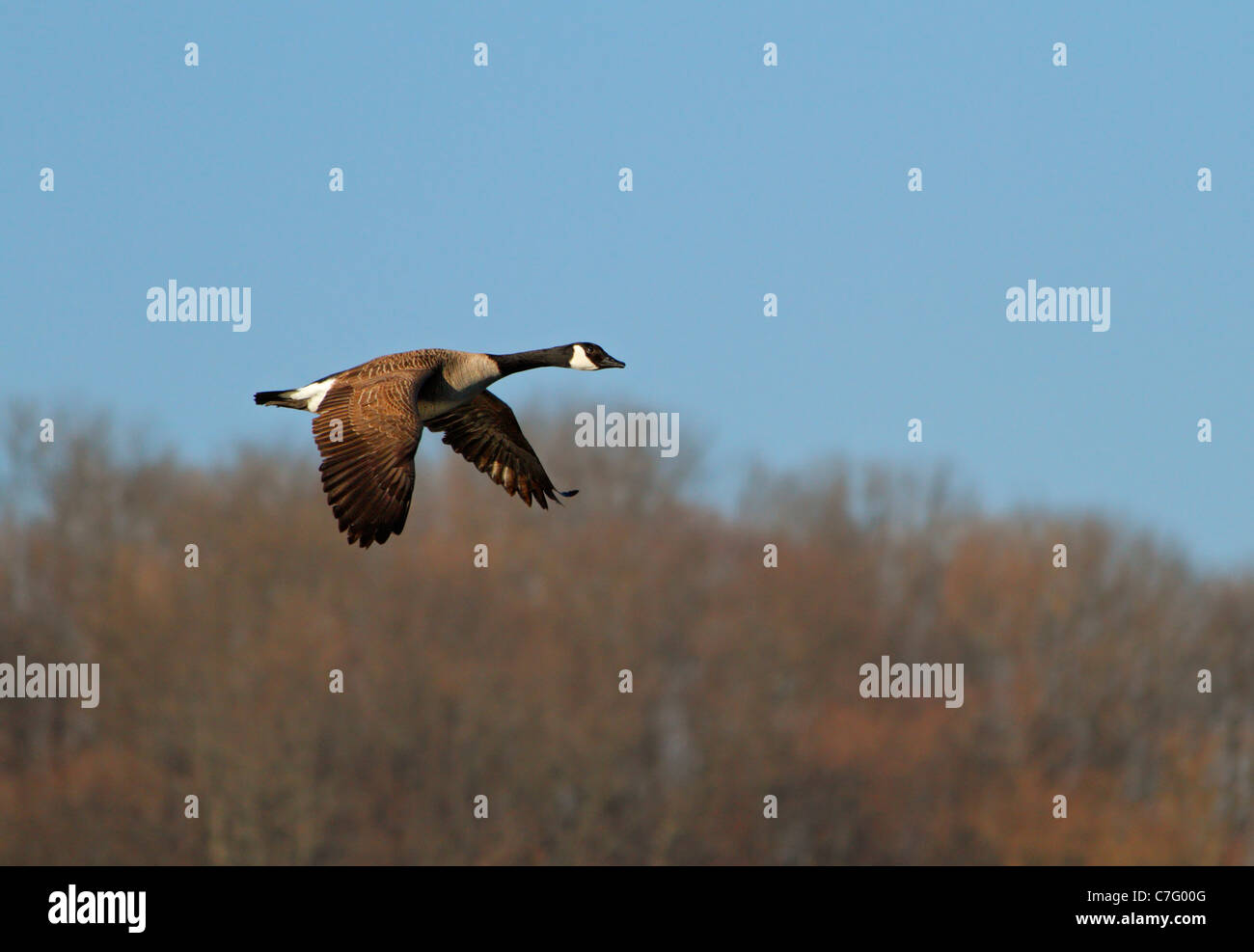 Goose water fowl landing splash hi-res stock photography and images - Alamy