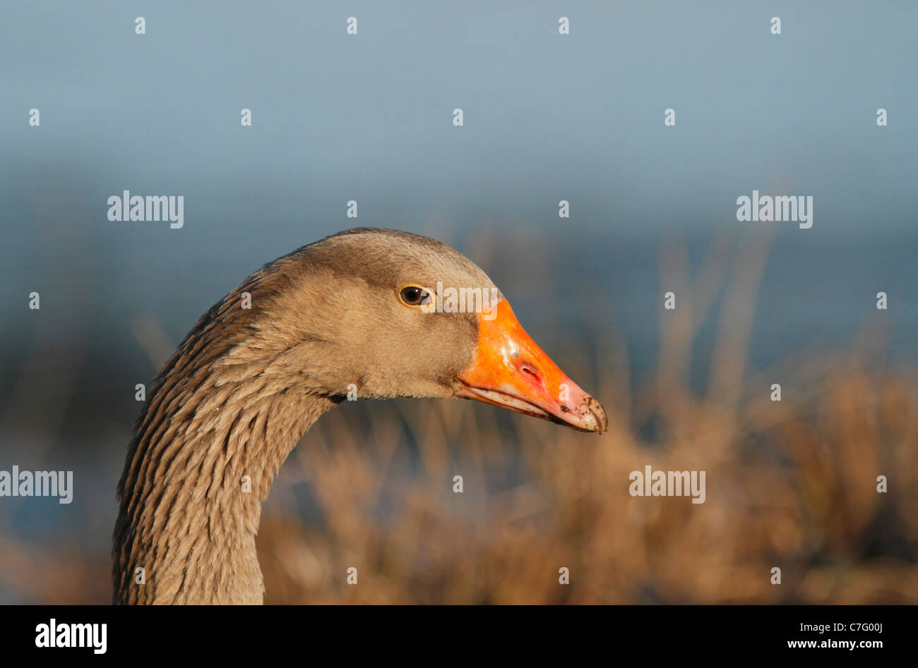Tan Geese High Resolution Stock Photography and Images - Alamy