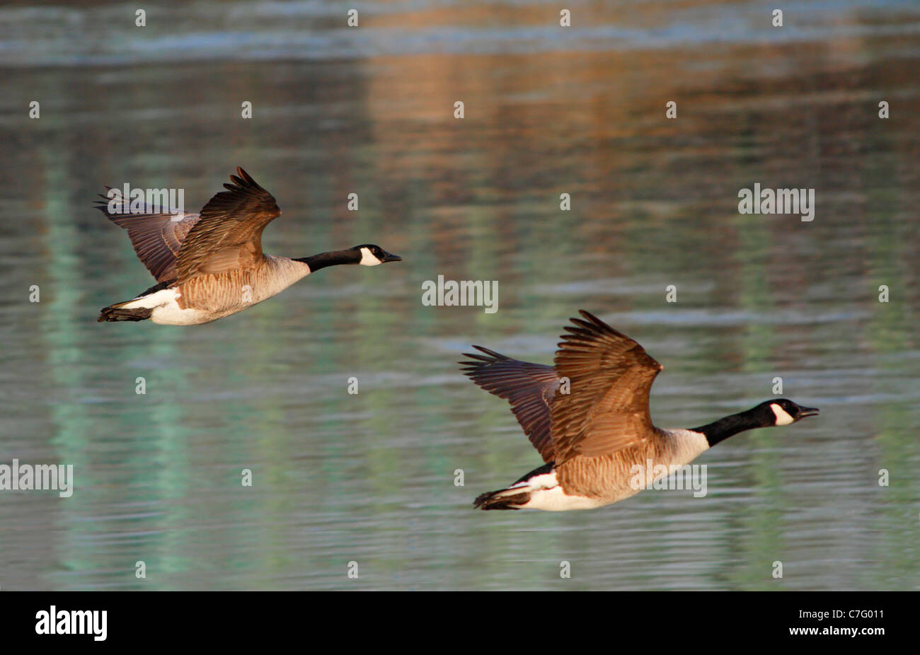 Canada Geese in flight Stock Photo - Alamy