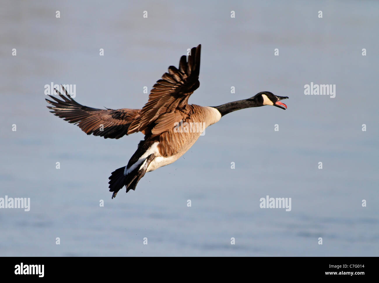 Canada goose landing hi-res stock photography and images - Alamy