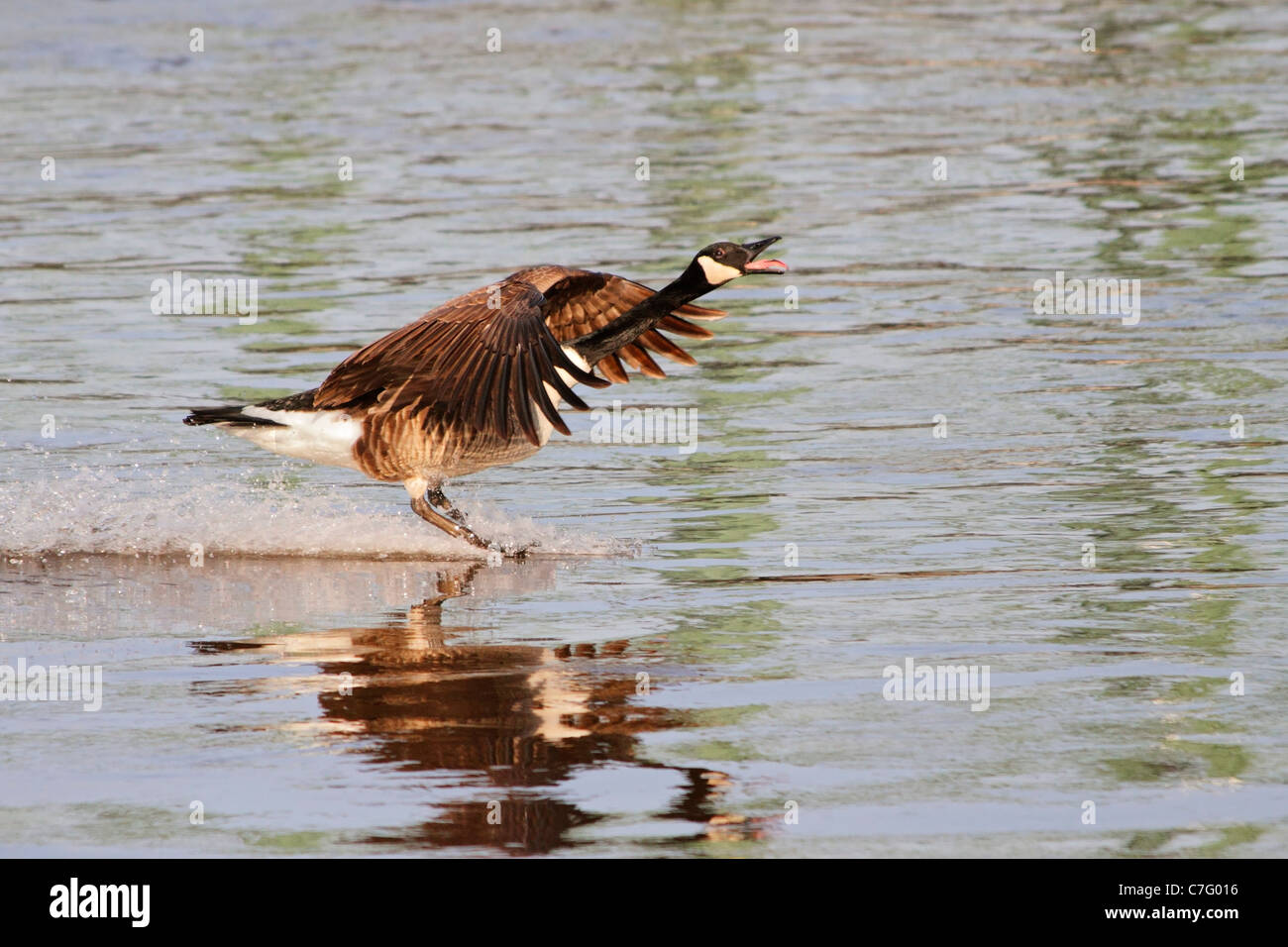 Canada goose in flight Stock Photo - Alamy