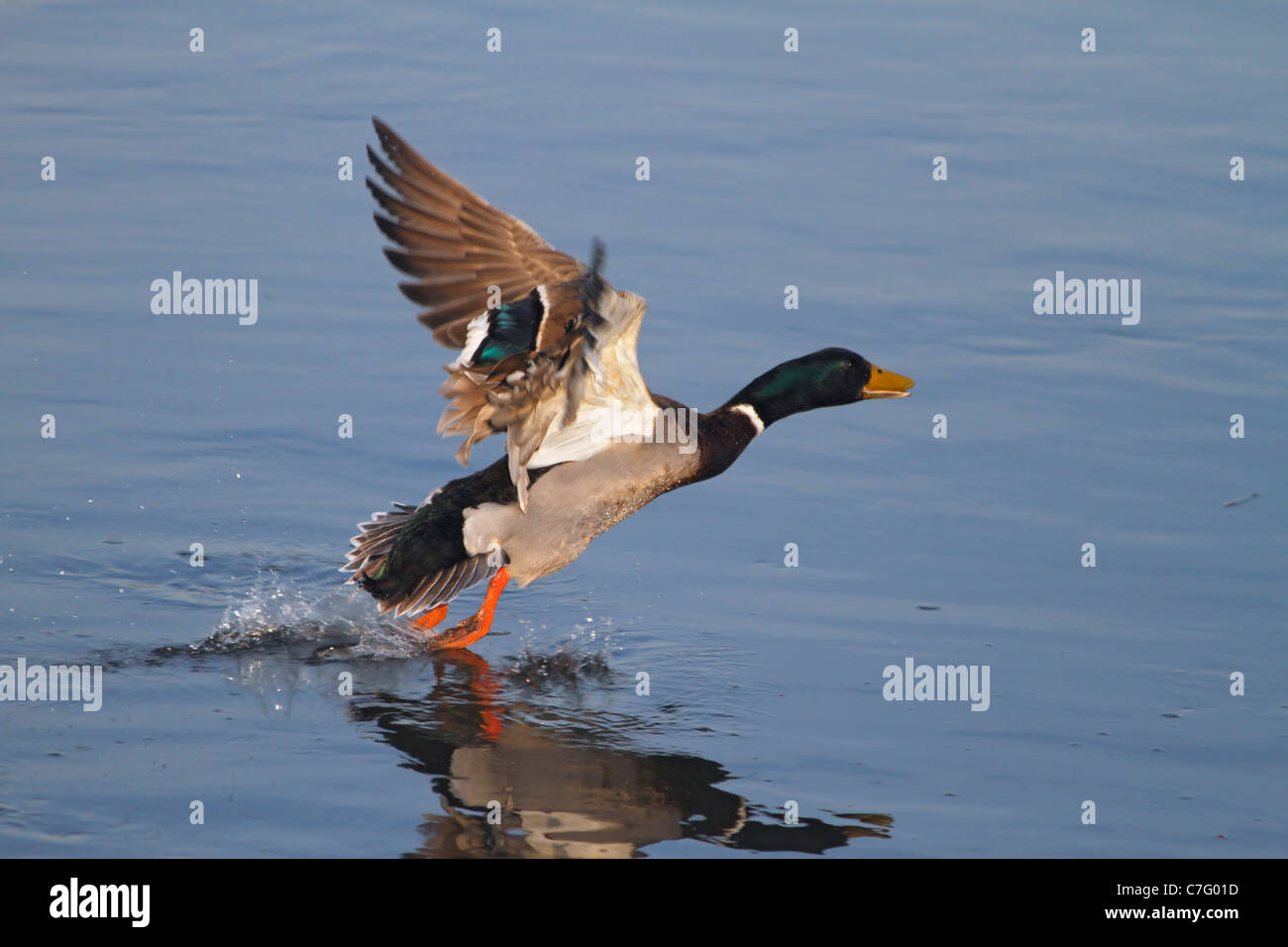 Male Mallard duck in flight Stock Photo - Alamy