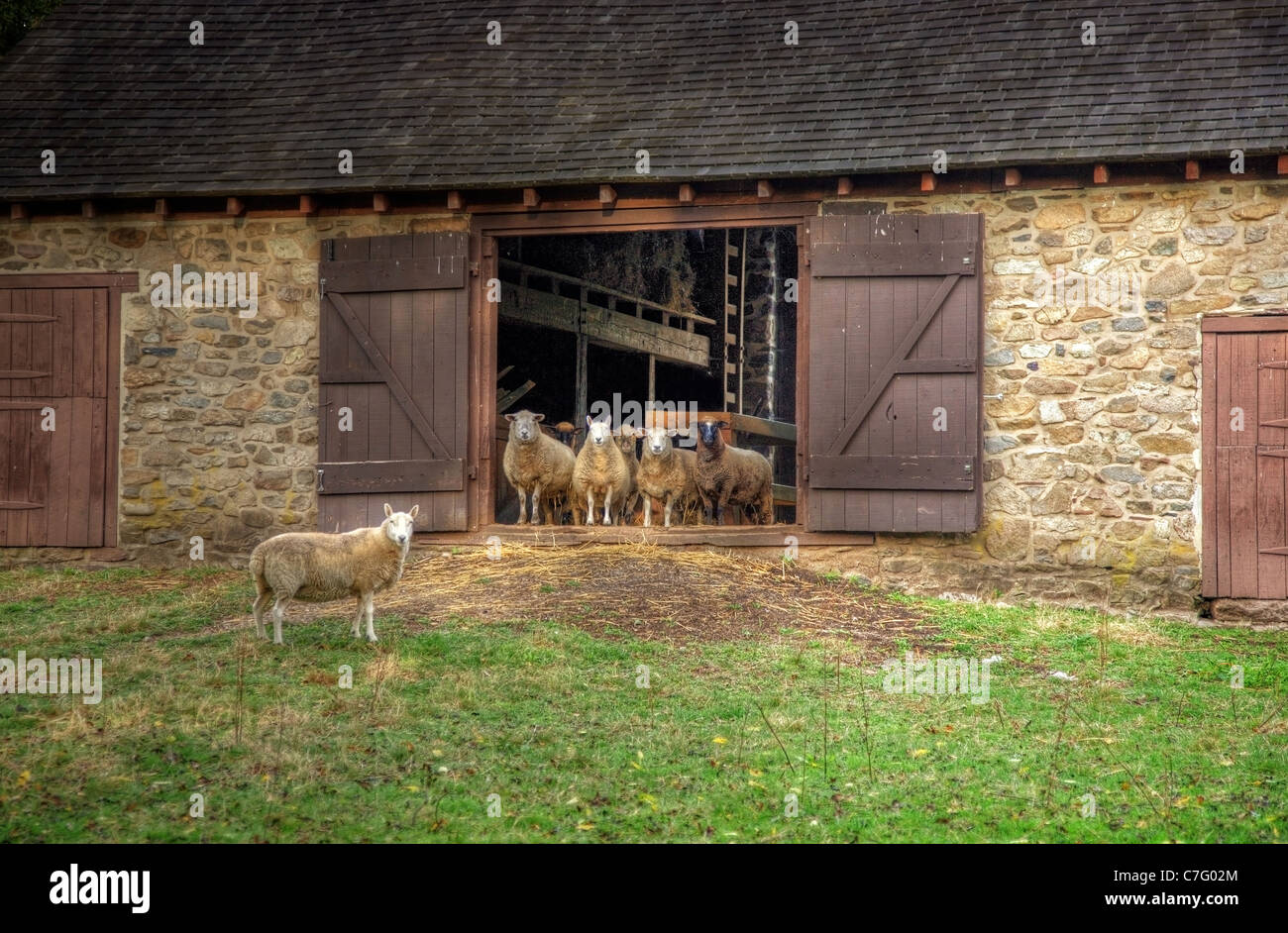 Sheep standing in a barn door Stock Photo - Alamy