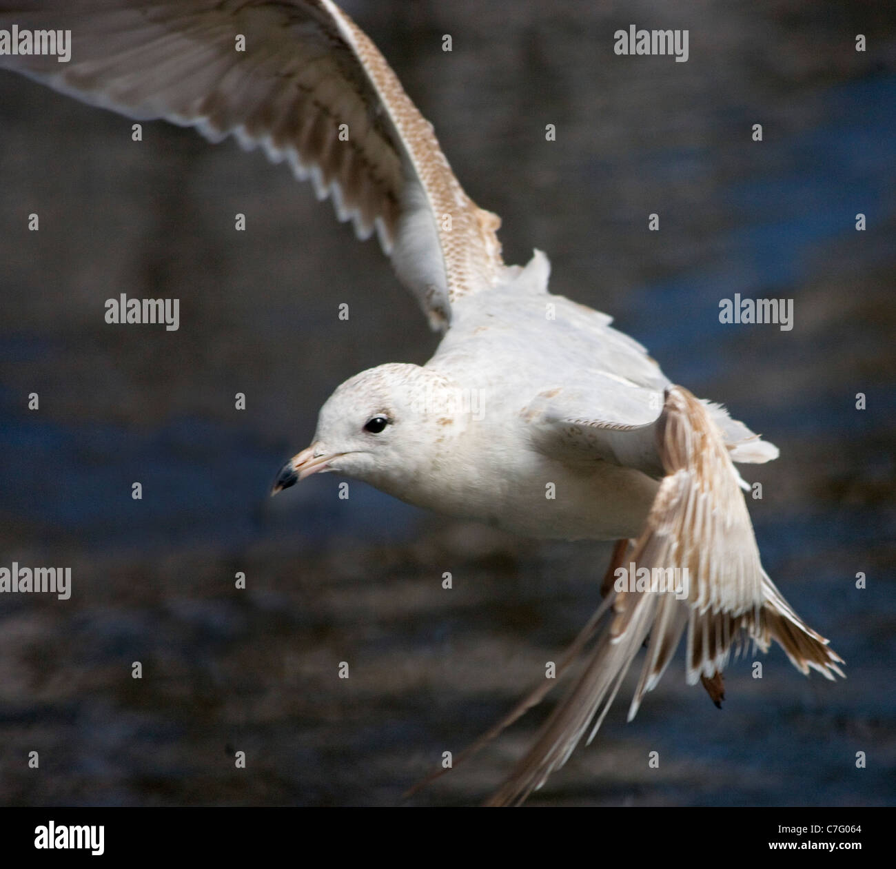 Flying ring-billed gull with wings flapping Stock Photo - Alamy