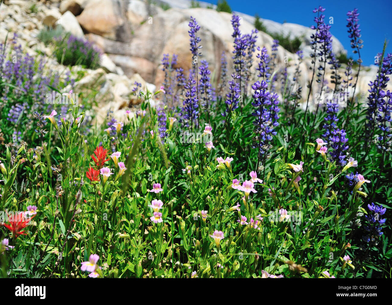 Yosemite rocks hi-res stock photography and images - Alamy