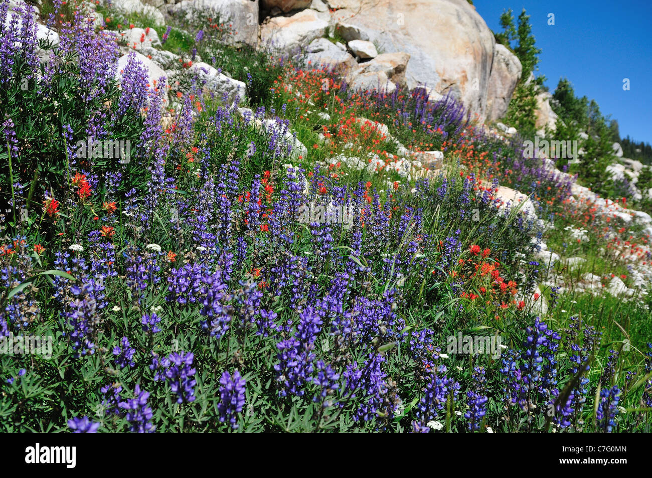Blossom rock hi-res stock photography and images - Alamy