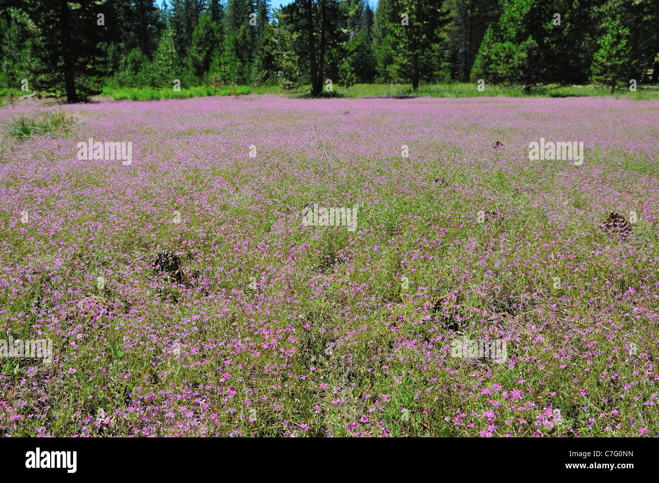 Small pink wild flowers cover an open meadow. Yosemite National Park ...