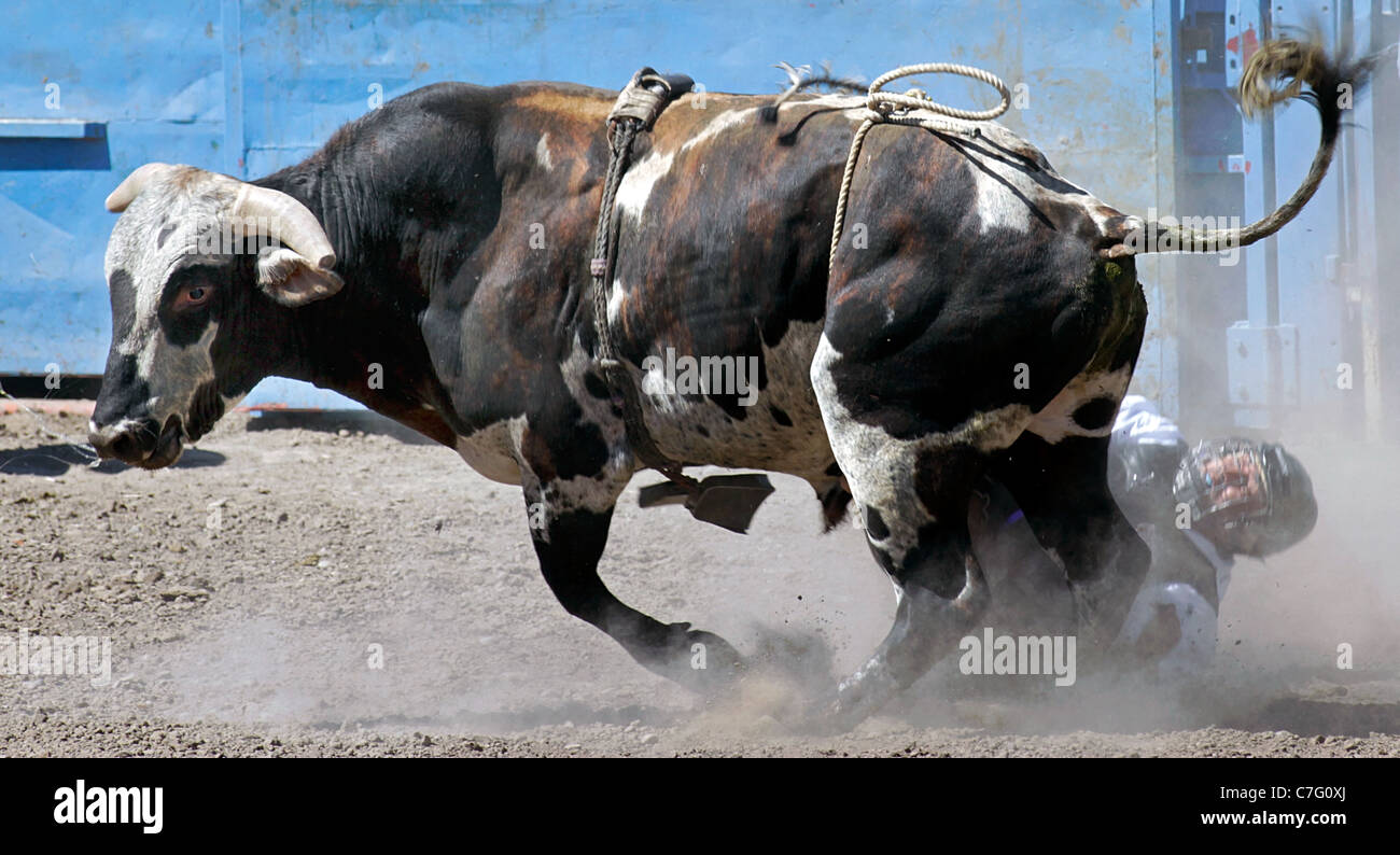 Rodeo bull hi-res stock photography and images - Alamy