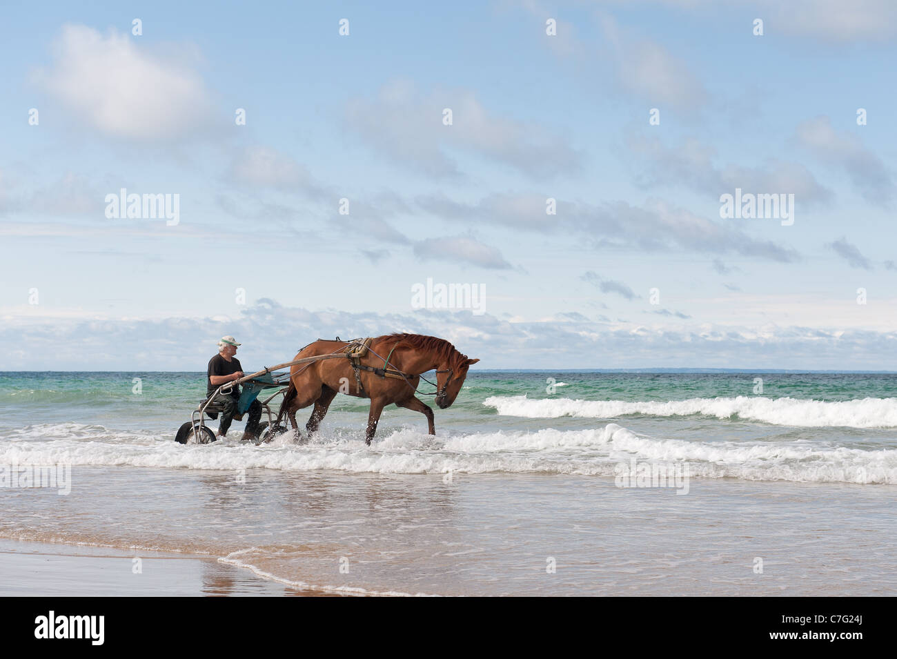 Shrimp fisherman trawling low tide coast line in Normandy, a declining ...