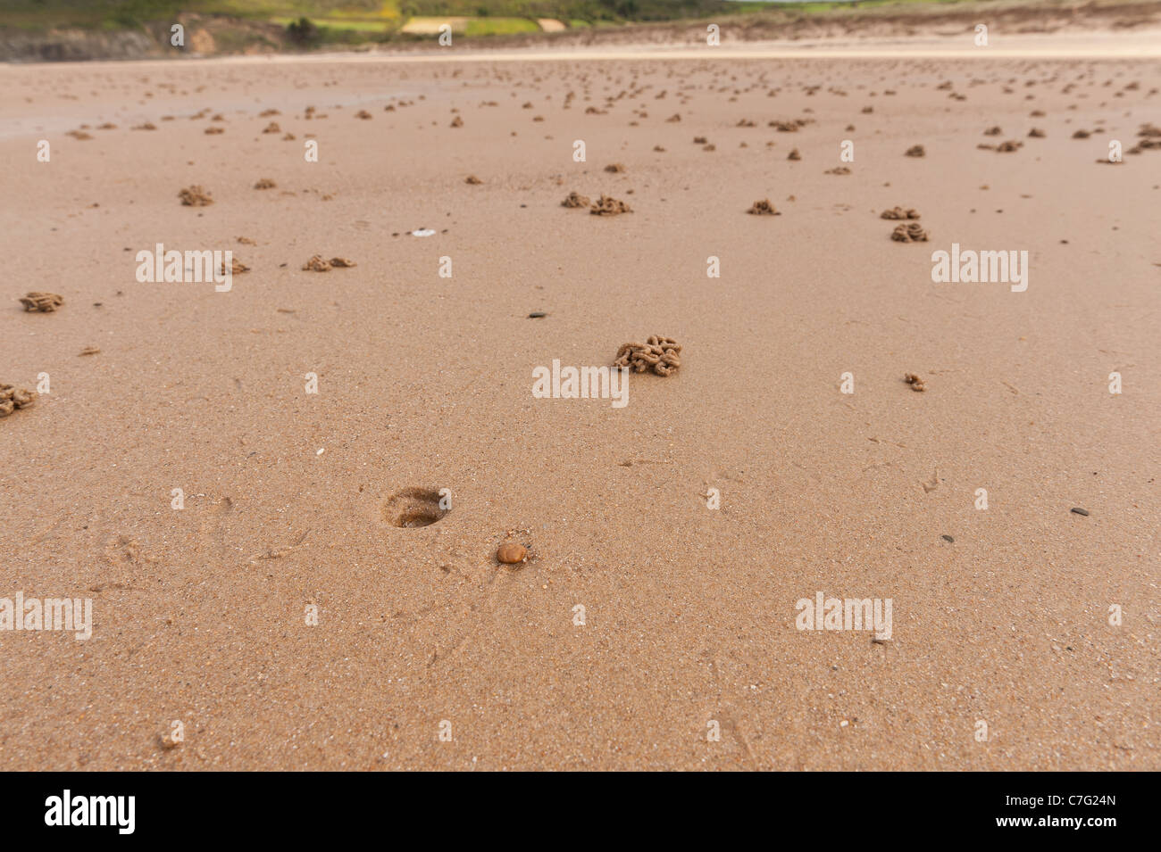 Lugworm cast Arenicola marina on European beach lug worm sand Stock ...