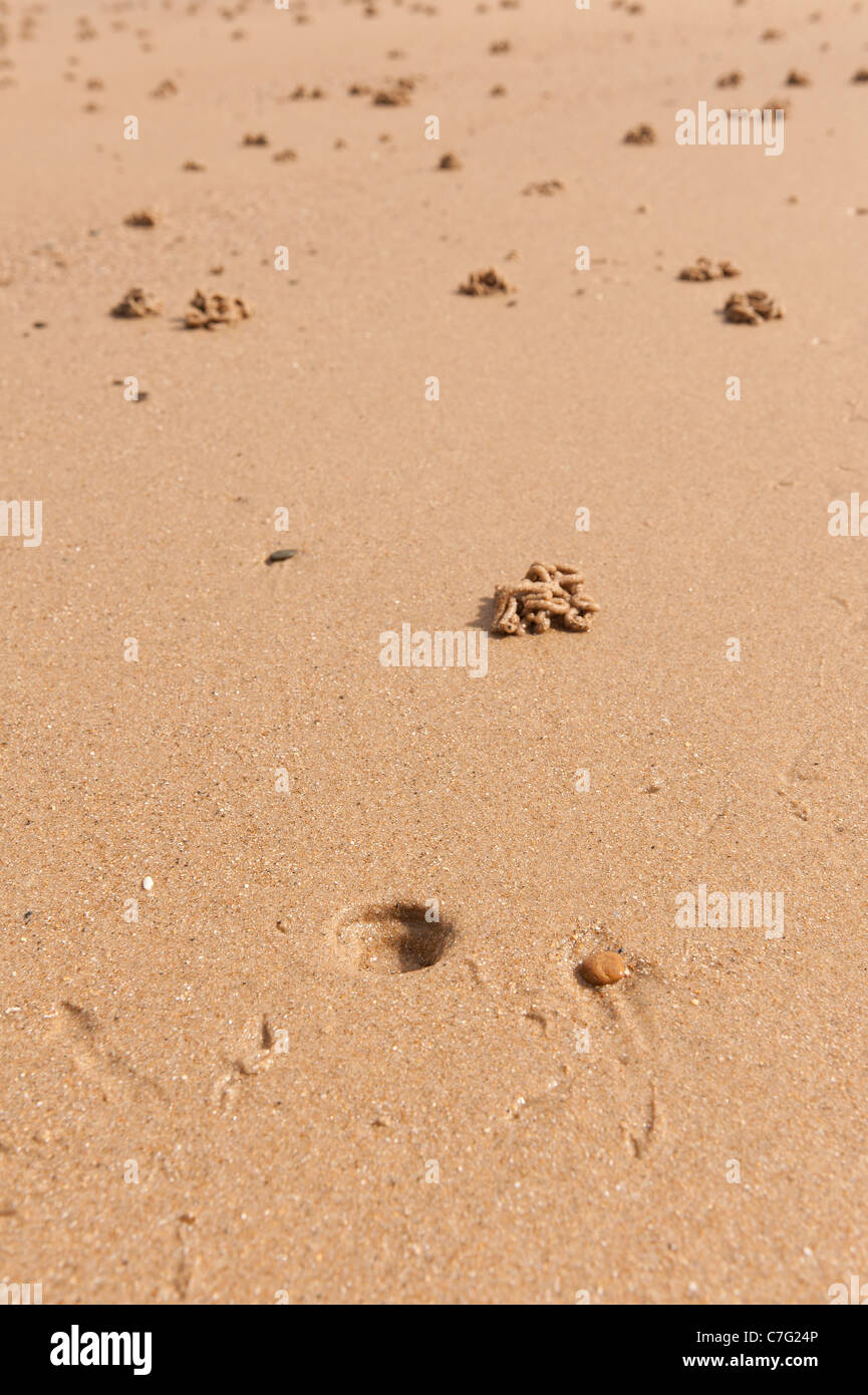 Lugworm cast Arenicola marina on European beach lug worm sand Stock ...