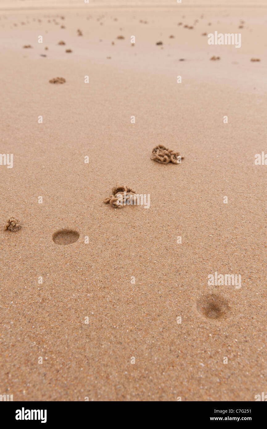 Lugworm cast Arenicola marina on European beach lug worm sand Stock ...