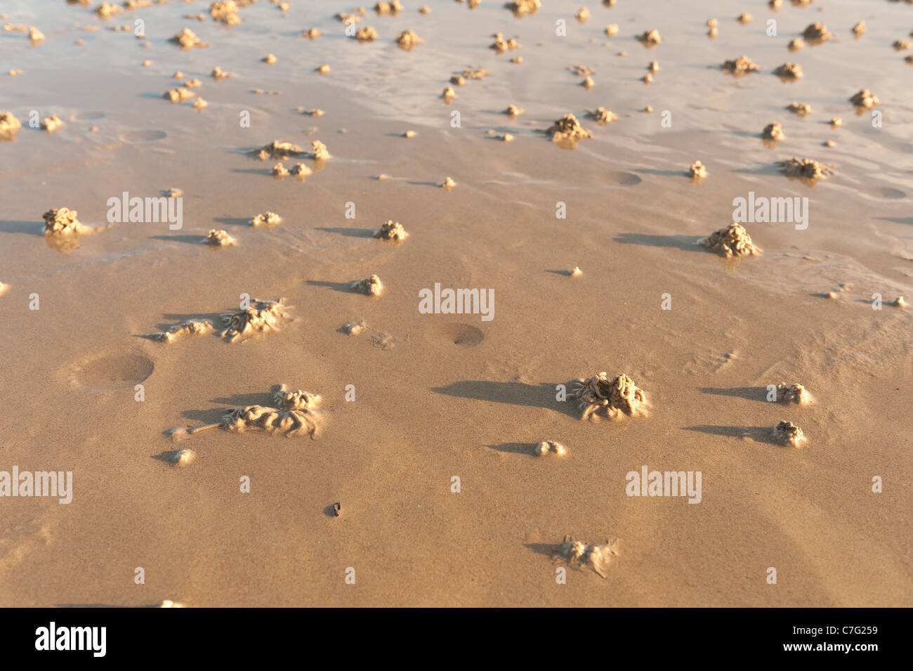 Lugworm cast Arenicola marina on European beach lug worm sand Stock ...