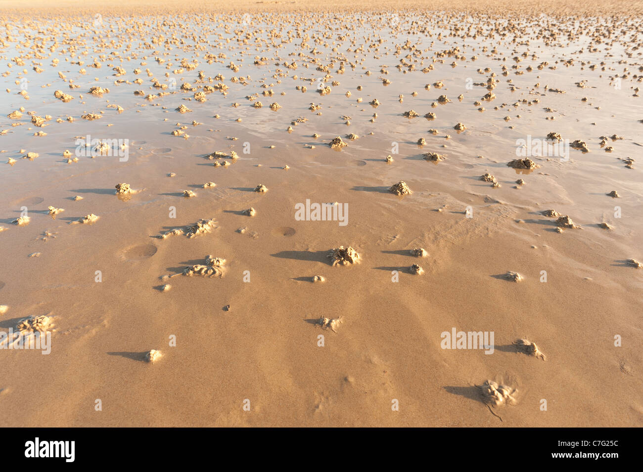 Lugworm cast Arenicola marina on European beach lug worm sand Stock ...