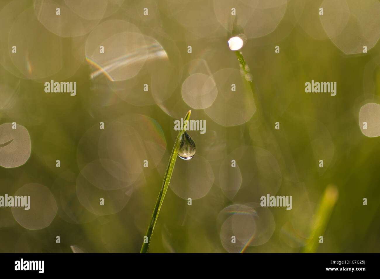 Single dew drop backlit by early rising sun on new grass Stock Photo ...