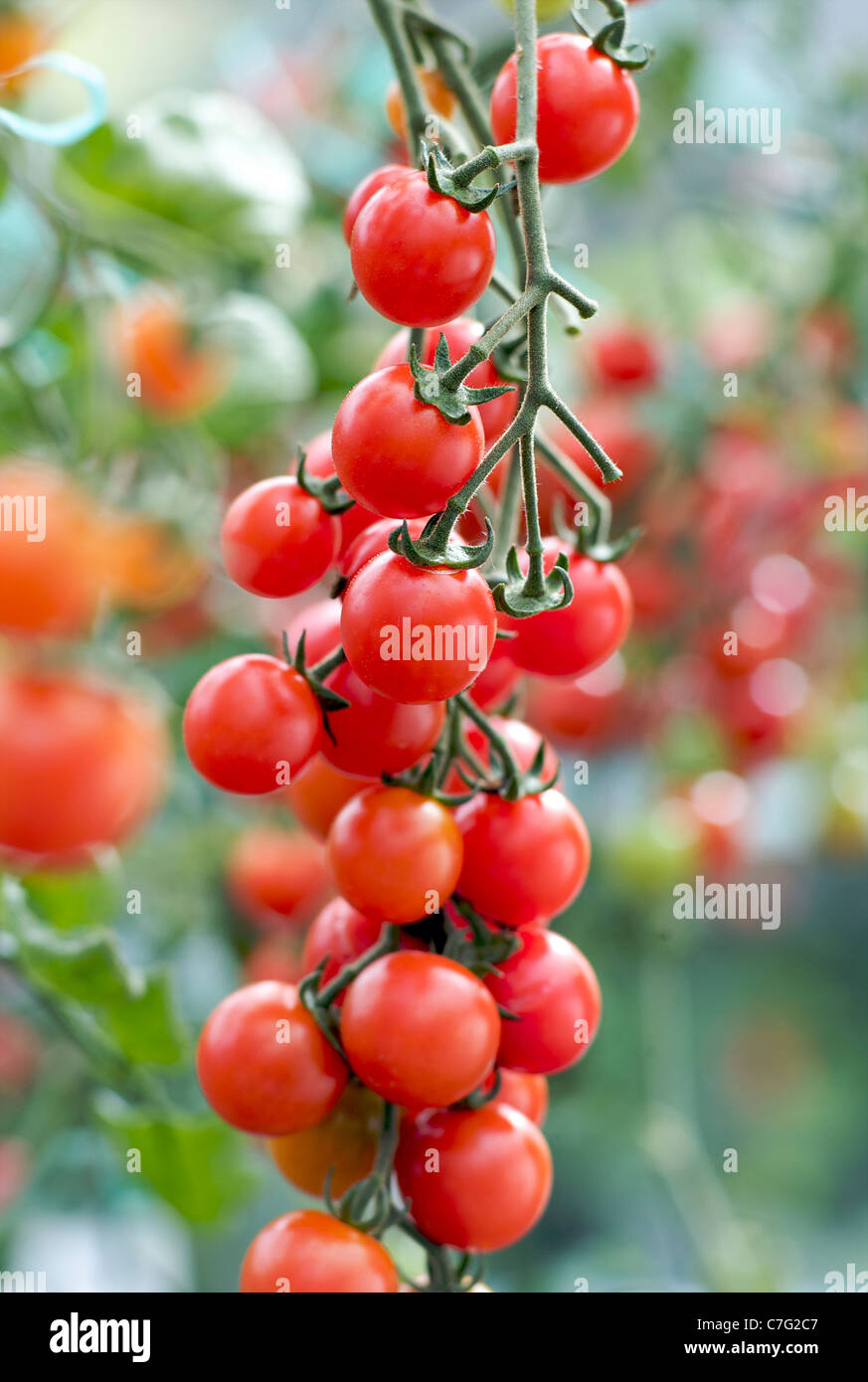 Vine tomatoes hi-res stock photography and images - Alamy
