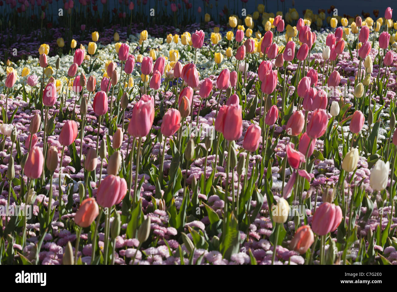 Pink yellow tulips floral spectacular, Commonwealth park, Canberra ...