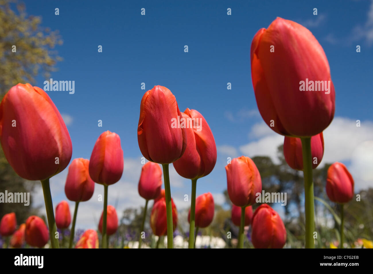 Large Red tulips rising against blue sky detail, Commonwealth park ...