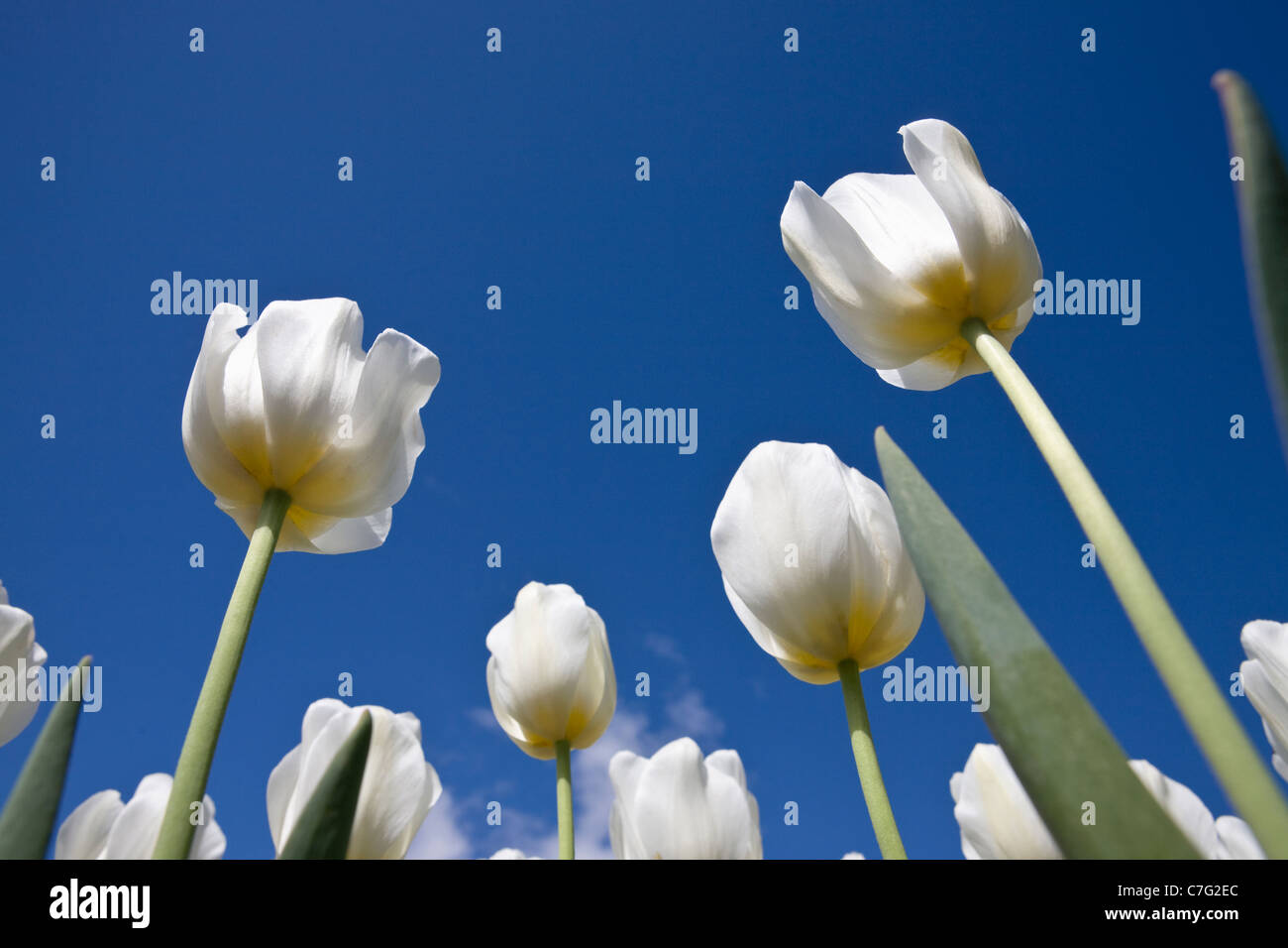 Large White tulips rising against blue sky detail, Commonwealth park ...