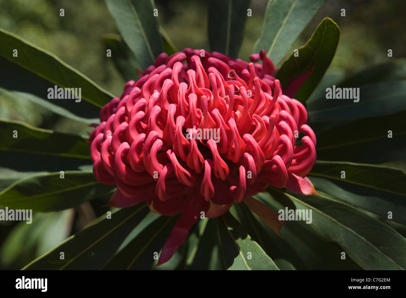 Waratah flower hi-res stock photography and images - Alamy