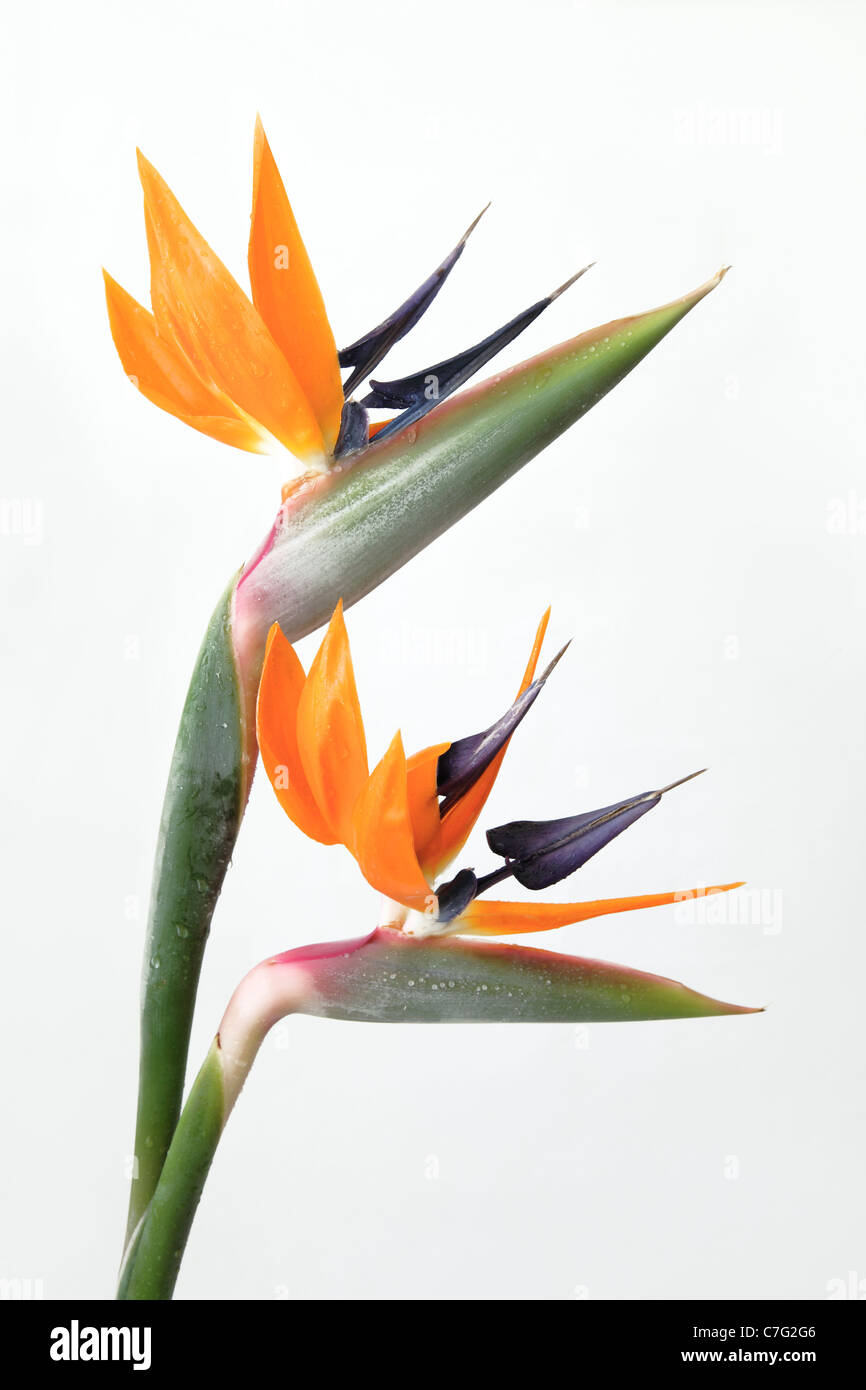 Two Strelitzia Bird of Paradise flower stems, pointing up to the right ...