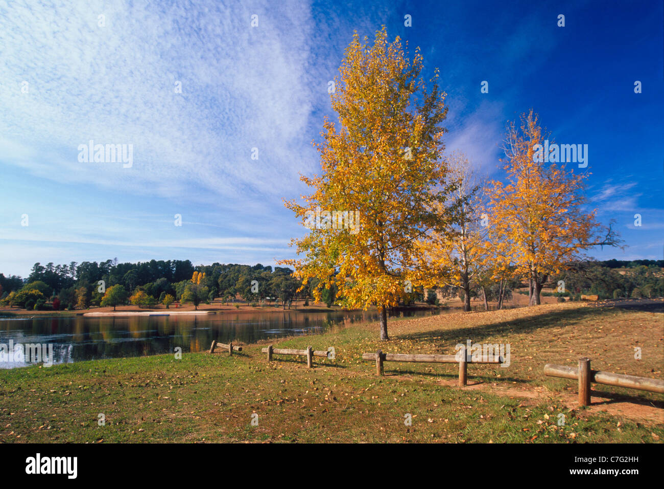 Glowing Autumn trees with streaky clouds, Orange, new south wales ...