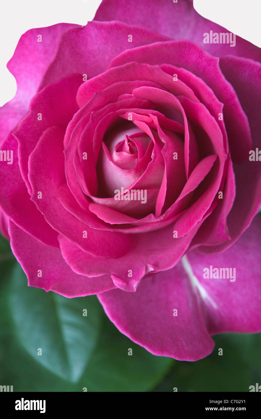 Purple rose, Baronne E De Rothschild, Sydney, Australia Stock Photo - Alamy