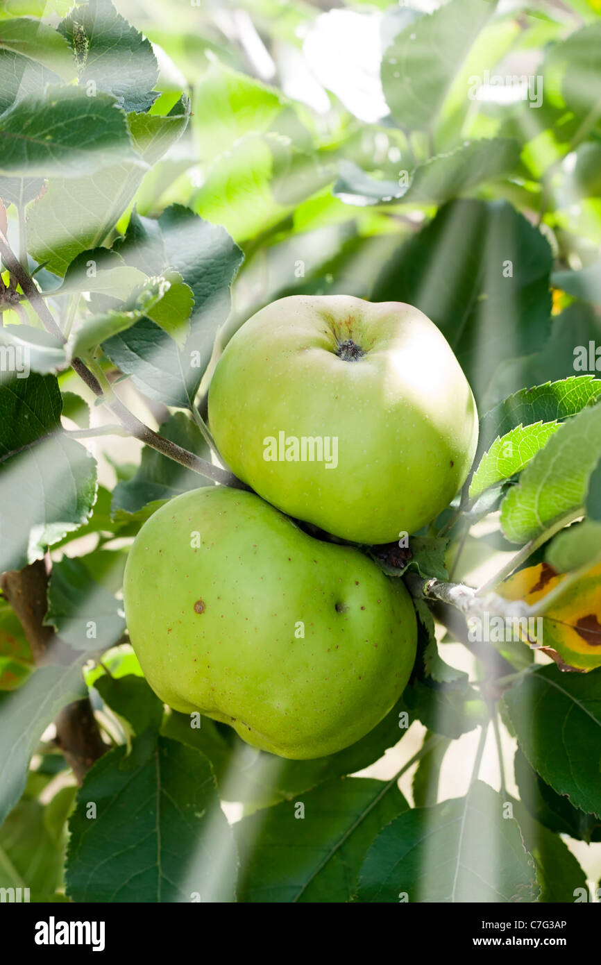 green apples on apple tree branch Stock Photo - Alamy