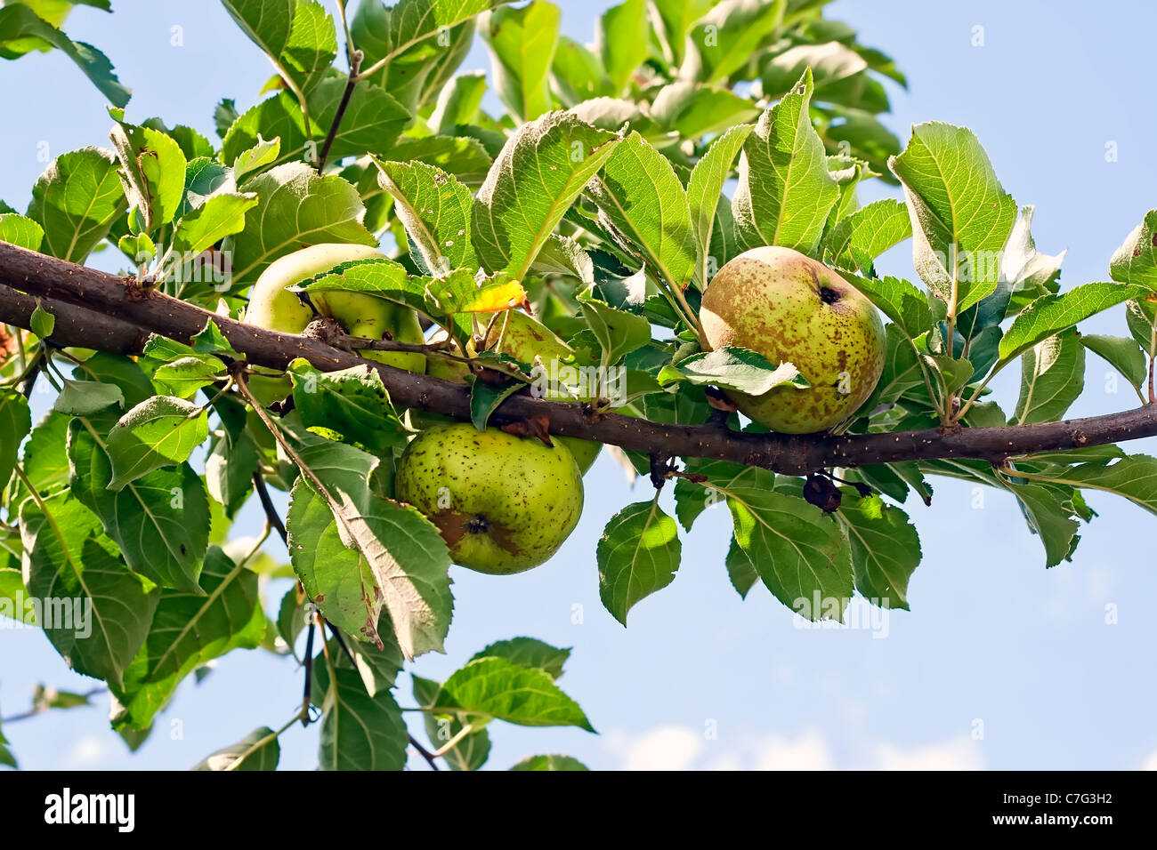 organic Apples on an apple tree branch Stock Photo - Alamy