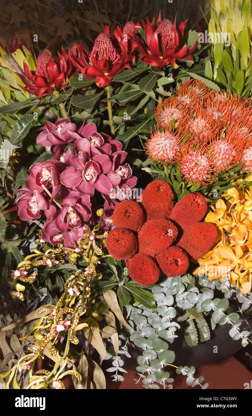 Australian native flora hi-res stock photography and images - Alamy