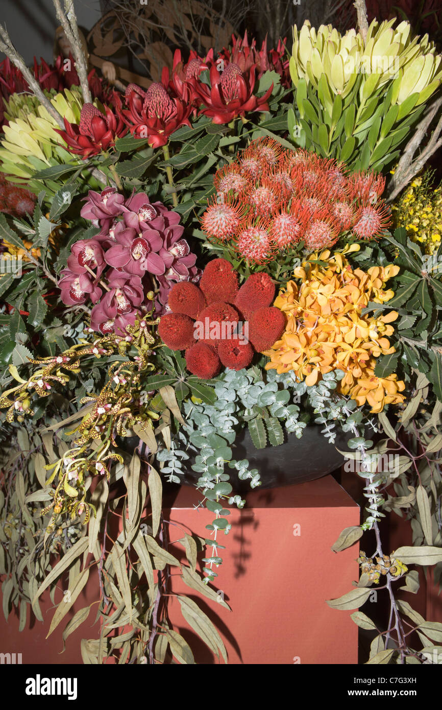 Australian native flora hi-res stock photography and images - Alamy