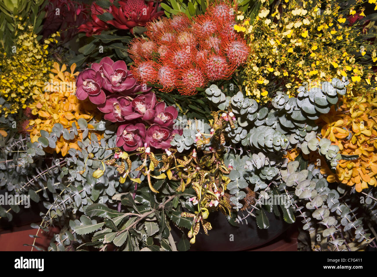 Australian native flora hi-res stock photography and images - Alamy