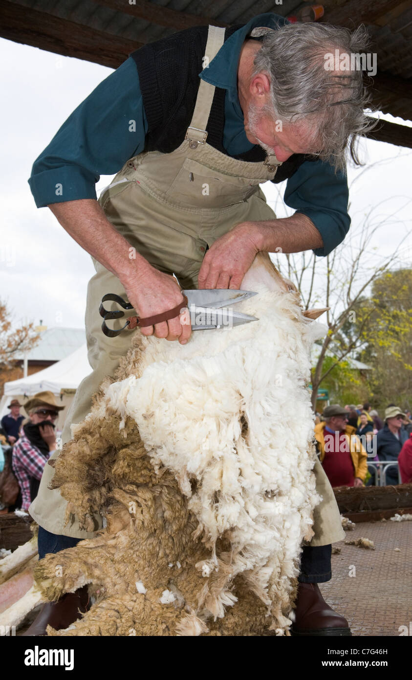 Sheep Shearing Shearer Australia High Resolution Stock Photography and Images - Alamy