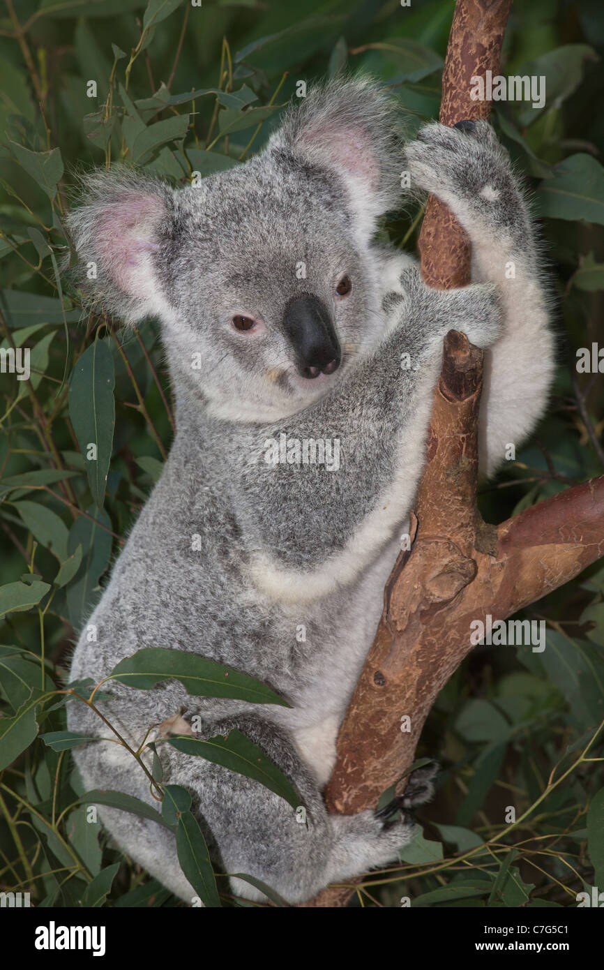 Koala climbing eucalyptus tree, Newcastle, Australia Stock Photo - Alamy