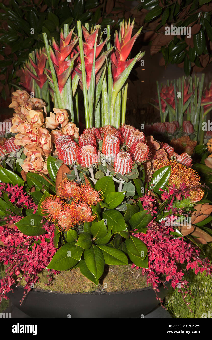Growing australian native flowers hi-res stock photography and images ...