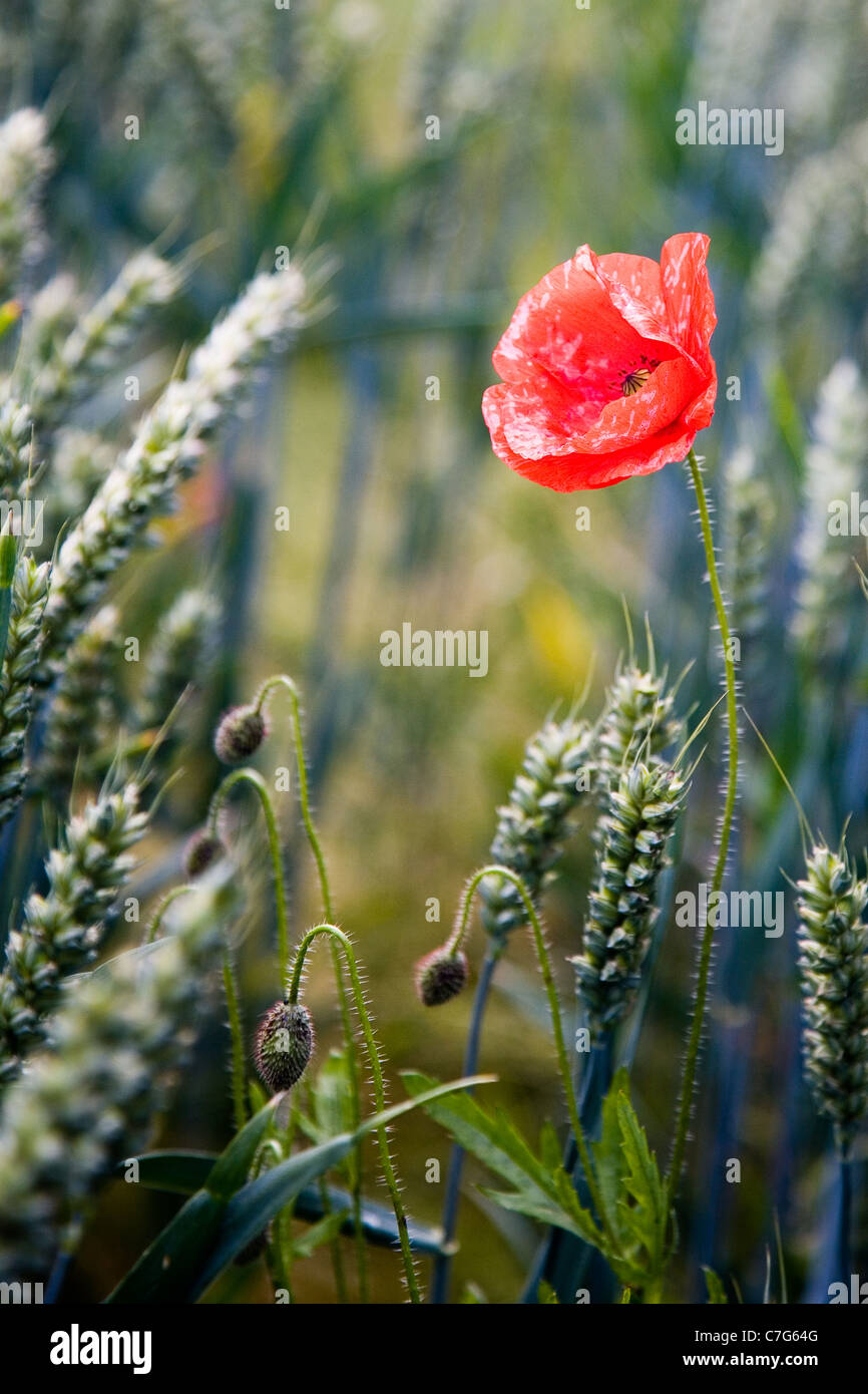 Single red poppy flower in a field of barley Stock Photo - Alamy