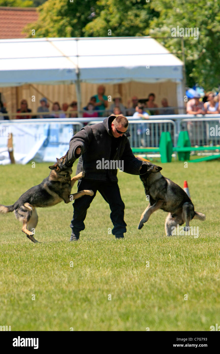 The Somerset Police Dog Display team at the Bath & West show Somerset ...