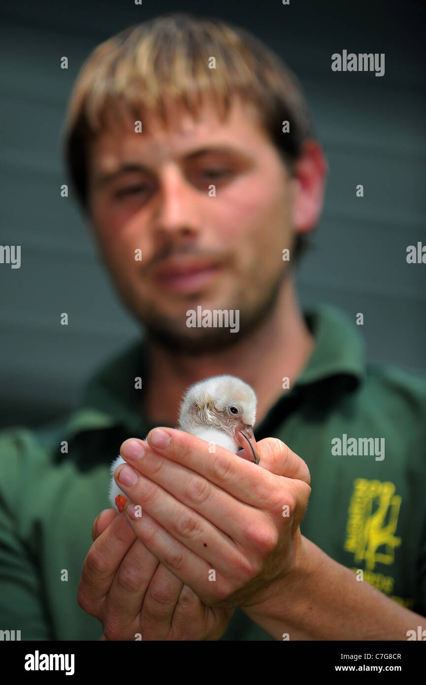 Hand reared rearing hi-res stock photography and images - Alamy